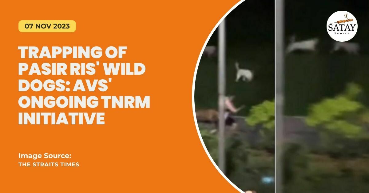 Trapping of Pasir Ris' Wild Dogs: AVS' Ongoing TNRM Initiative